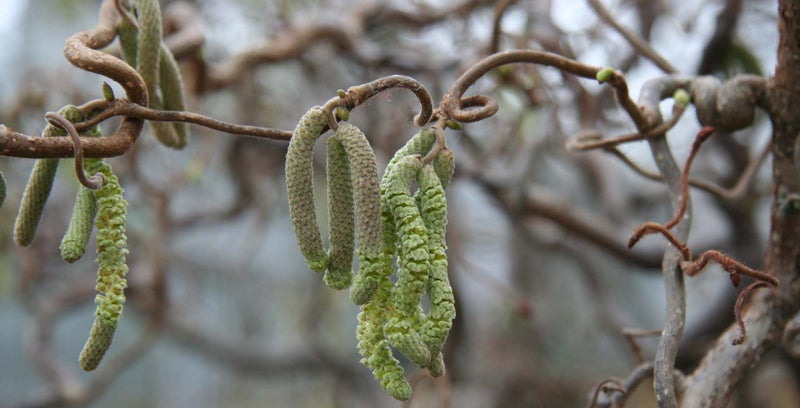 Hazel / RHS Plant Guide