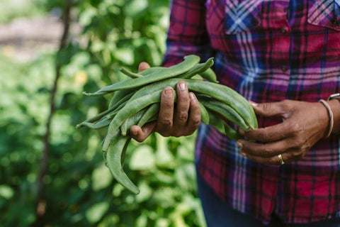 How to grow runner beans | RHS Guide