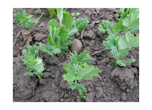 Pea and Bean Weevil: Identification and Control | RHS Advice