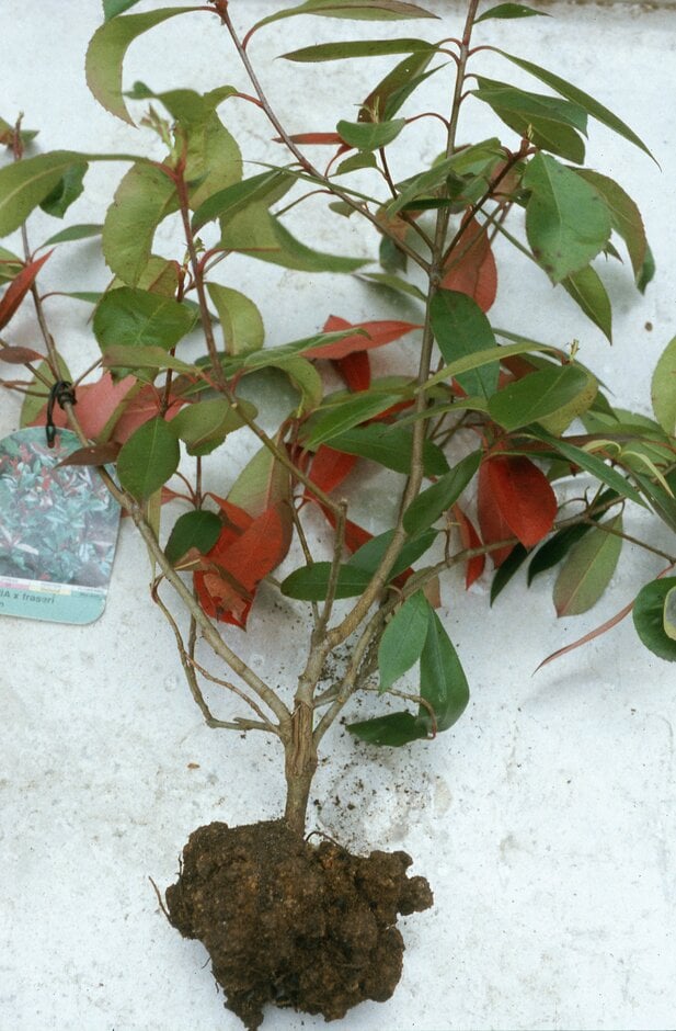 Crown gall: Causes, Symptoms & Control | RHS Advice
