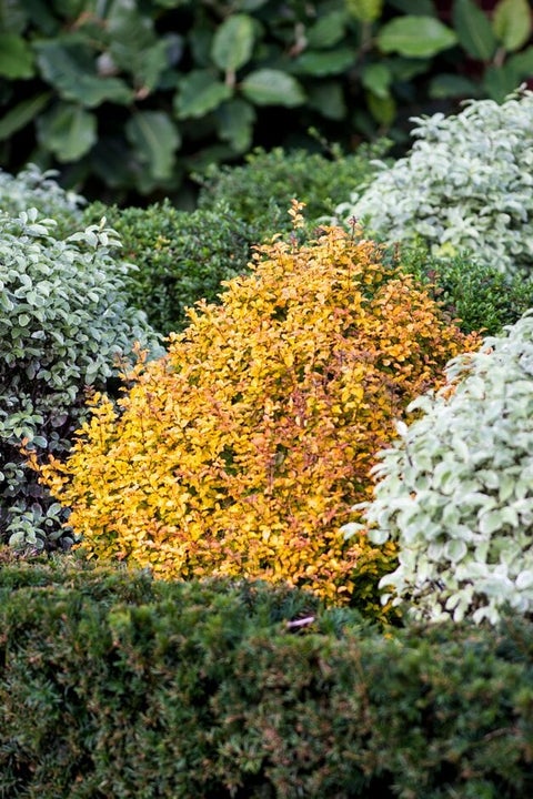 Box Alternatives for Healthy Hedges | RHS Advice