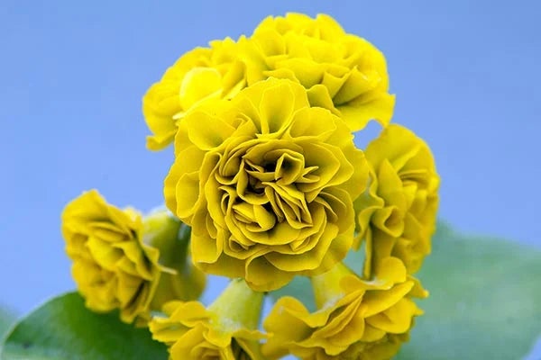 Primula / RHS Plant Guide