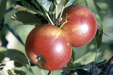Apples and pears: stepover training and pruning | RHS Advice