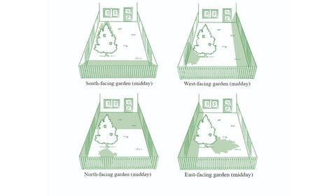 How Plants Use Light for Growth | RHS Advice