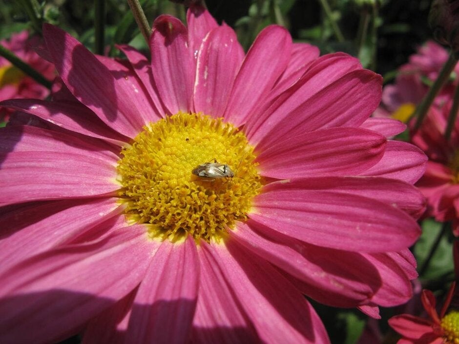 Capsid bugs | RHS Advice