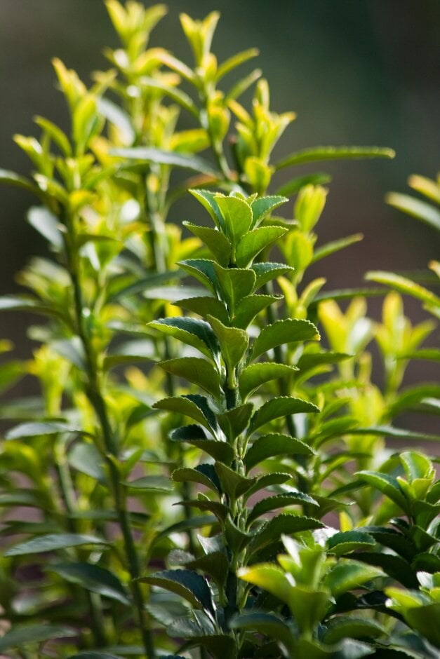Box Alternatives for Healthy Hedges | RHS Advice