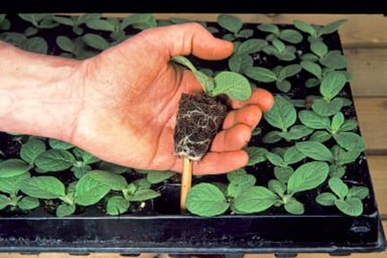 How to grow geraniums / RHS Growing Guide