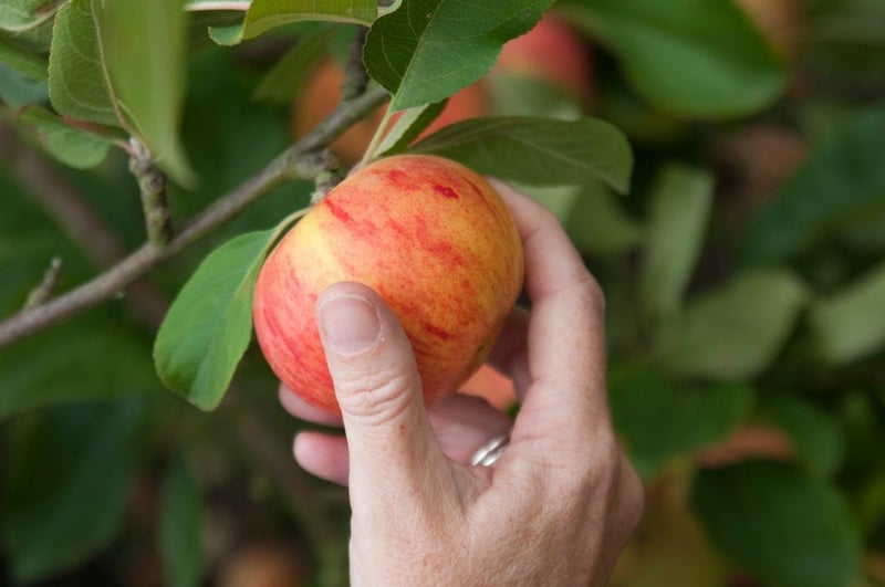 How to grow apples | RHS Guide