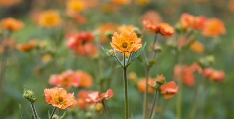 How to grow geums / RHS Growing Guide