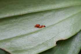 Lily beetle: Identification & Control | RHS Advice
