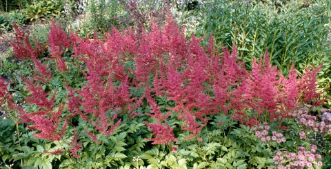 How to grow astilbe / RHS Growing Guide