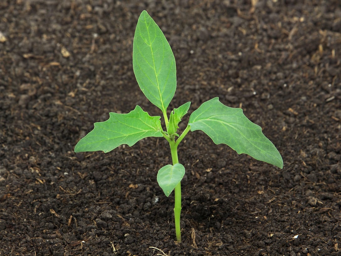 Thorn Apple | RHS Advice