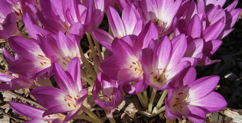 Colchicum / RHS Plant Guide