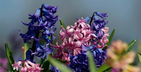 How to grow hyacinths / RHS Growing Guide