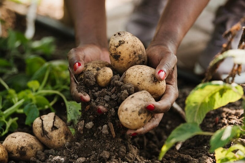 How to grow potatoes | RHS Guide
