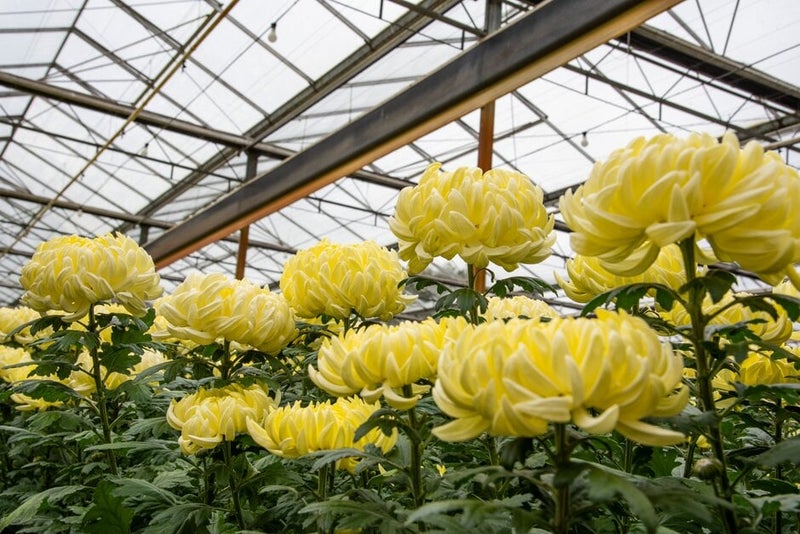 How Plants Respond to Light and Environment | RHS Advice
