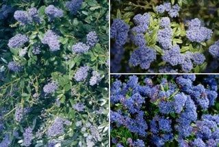How to grow Ceanothus / RHS Growing Guide