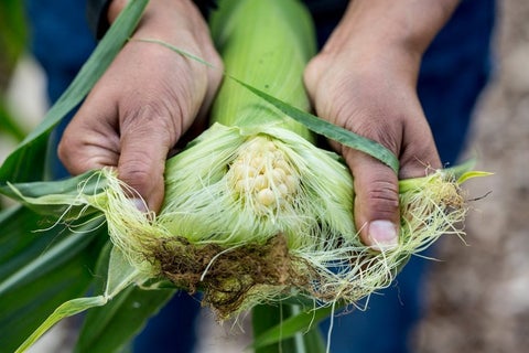 How to grow Sweetcorn | RHS Guide