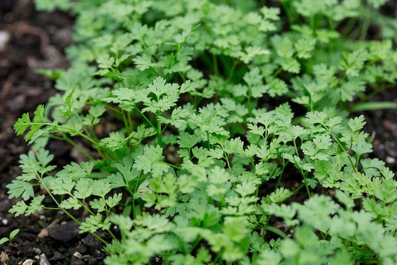 How to grow Chervil | RHS Guide