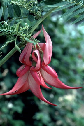 Best Exotic and Subtropical Plants to Grow | RHS Advice