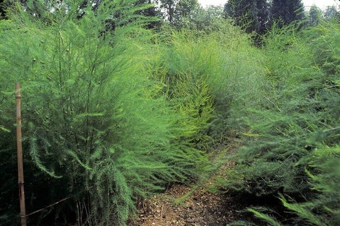 How to grow Asparagus | RHS Guide