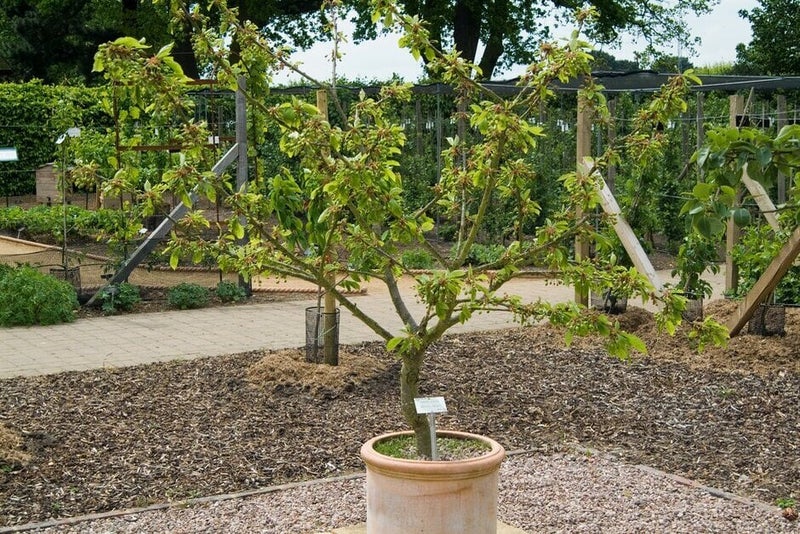 How to grow cherries | RHS Guide