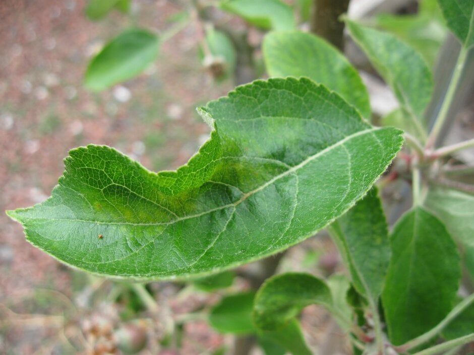 Apple Powdery Mildew: Symptoms and Care | RHS Advice