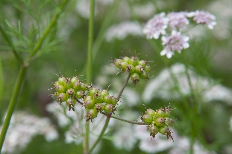 How to grow Coriander | RHS Guide