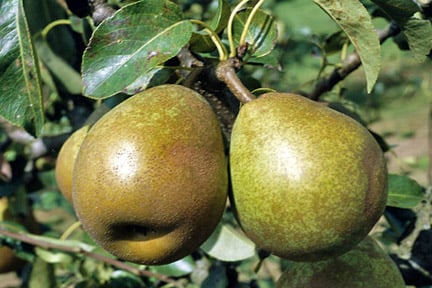 Apples and pears: starting an espalier | RHS Advice