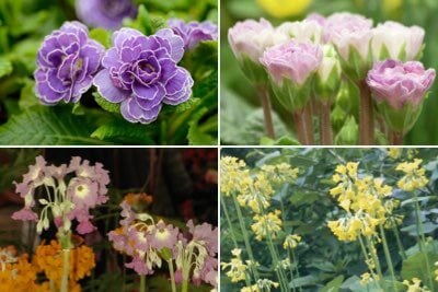 Primula / RHS Plant Guide