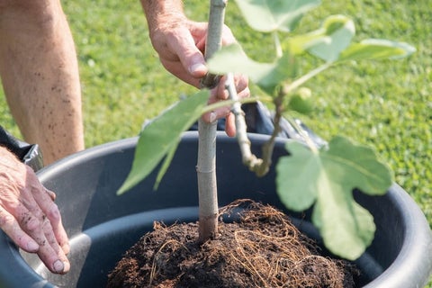 How to grow figs | RHS Guide